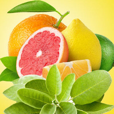 Citrus Fragrance Oil Guide – Nature's Garden